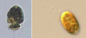 Other Estuarine – Center for Applied Aquatic Ecology